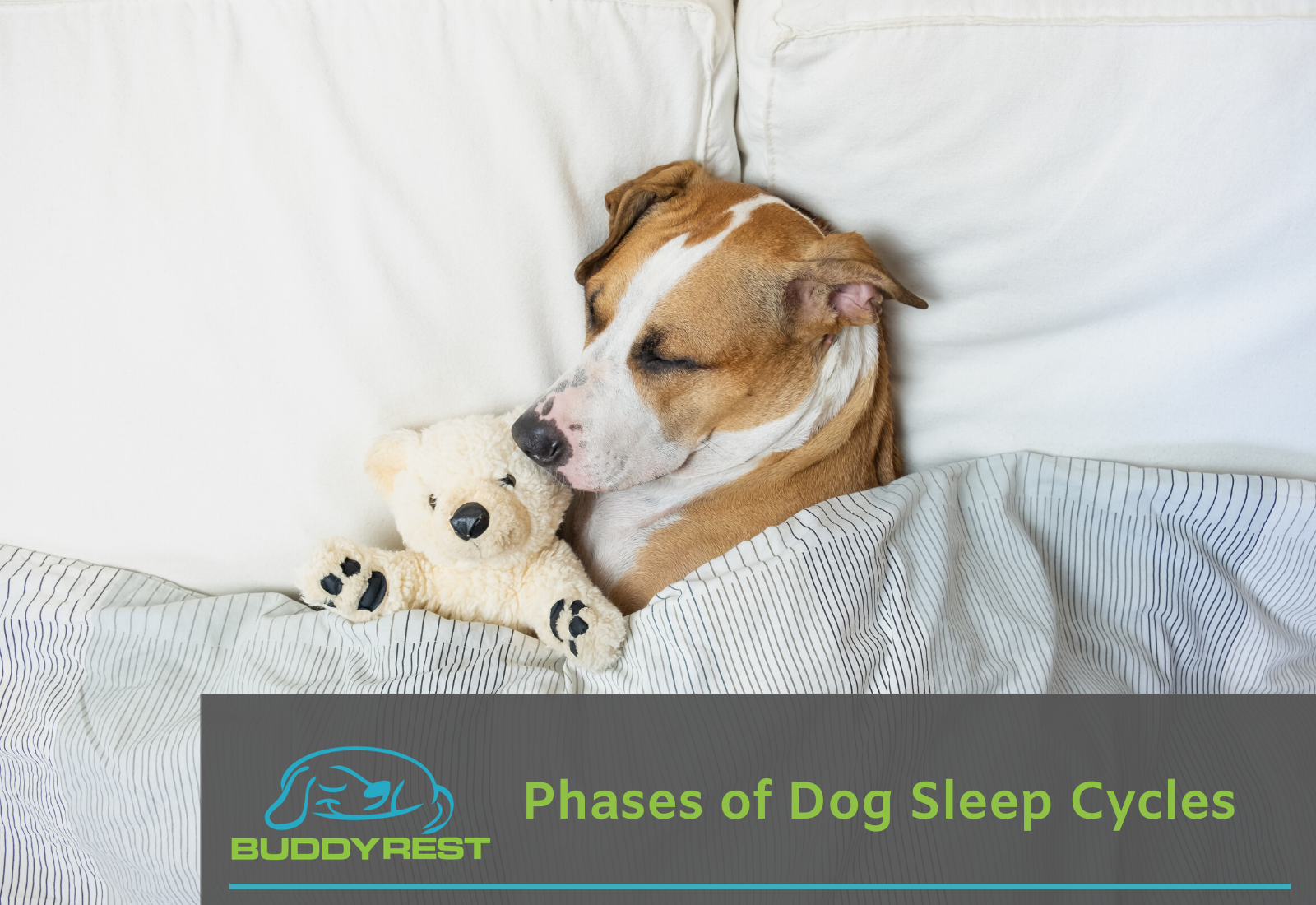 Phases of Dog Sleep Cycles