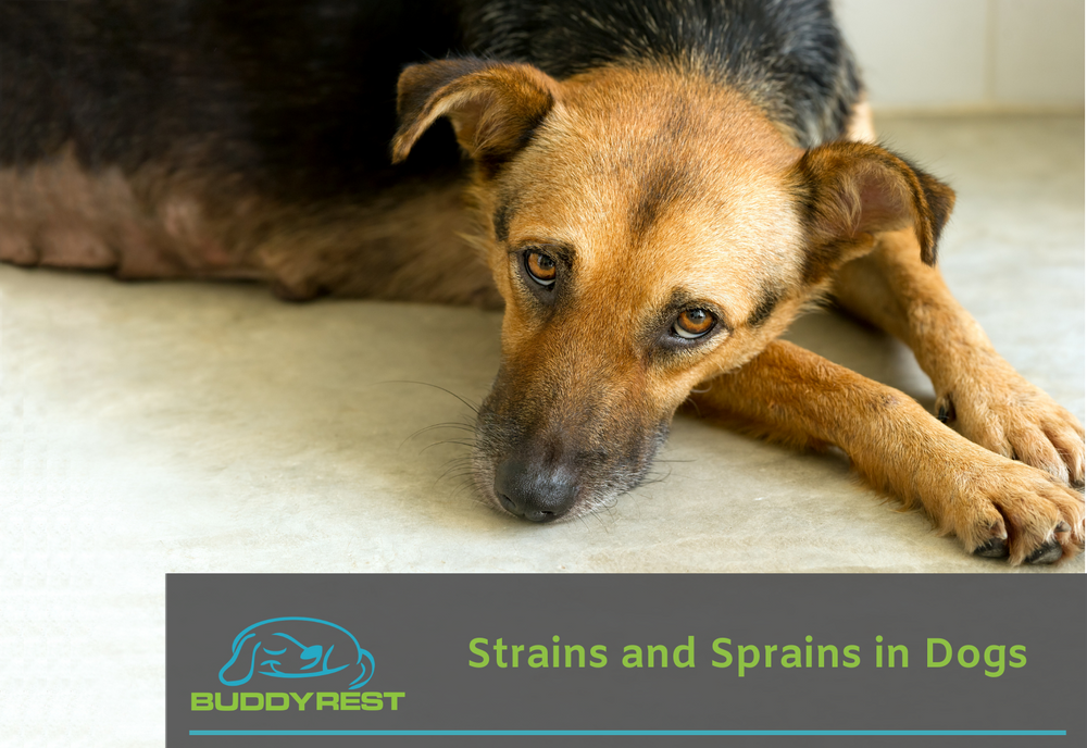 Strains and Sprains in Dogs