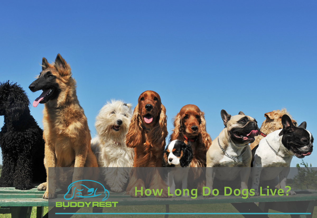 How Long Do Dogs Live?