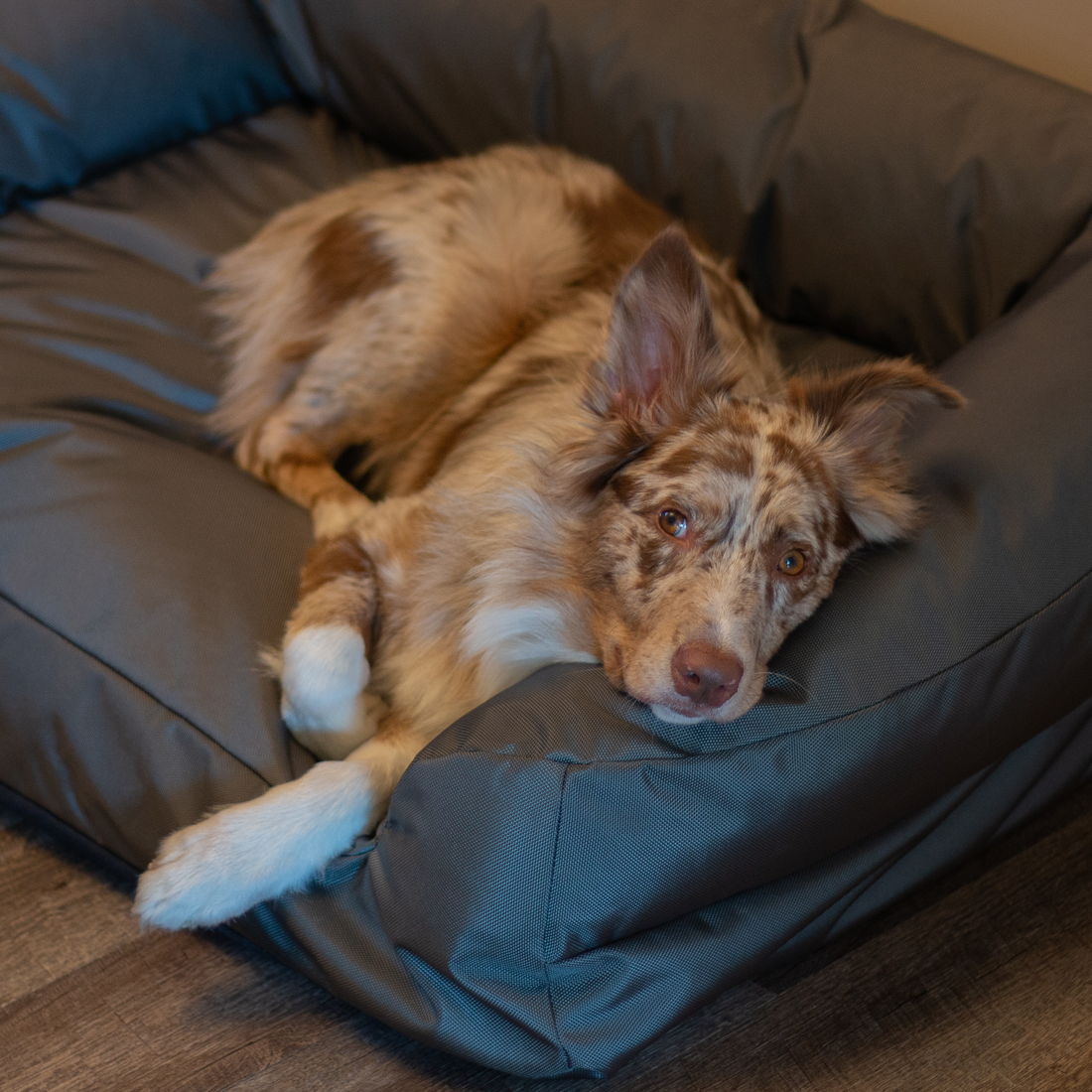 Chew Proof Dog Beds | Indestructible & Durable Dog Beds by BuddyRest